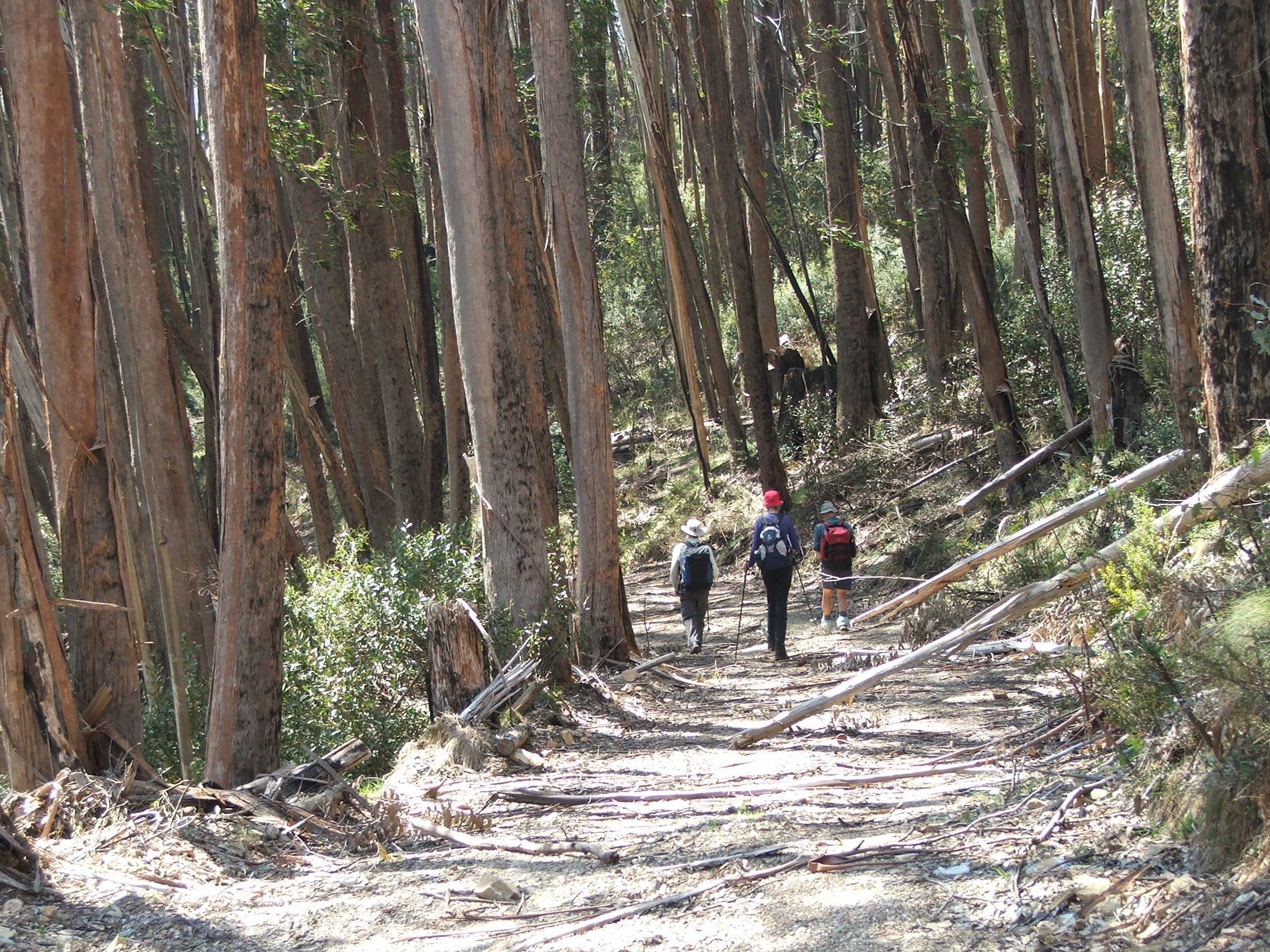 Welcome to the Border Bushwalking Club